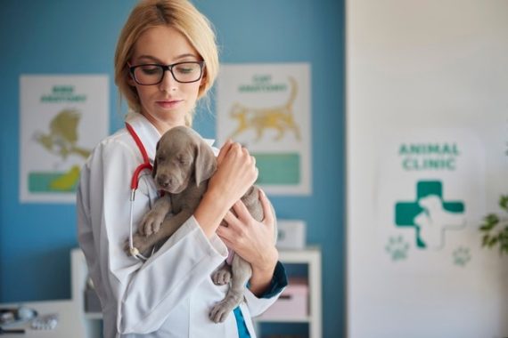 Veterinary Doctor: 6 Tips to Build a Fulfilling Animal Care