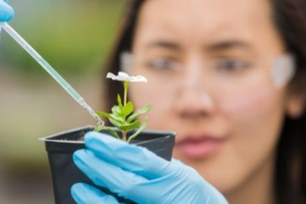 MSc Botany: Course, syllabus, colleges, eligibility & more