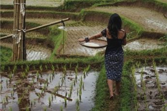 Everything you must know about the father of the green revolution!