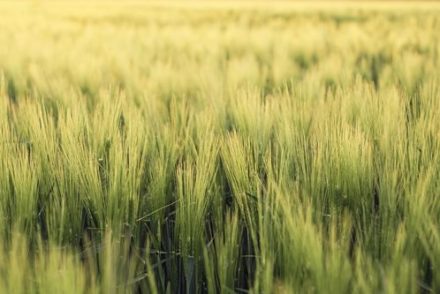 Father of Green Revolution: Norman Borlaug's Legacy