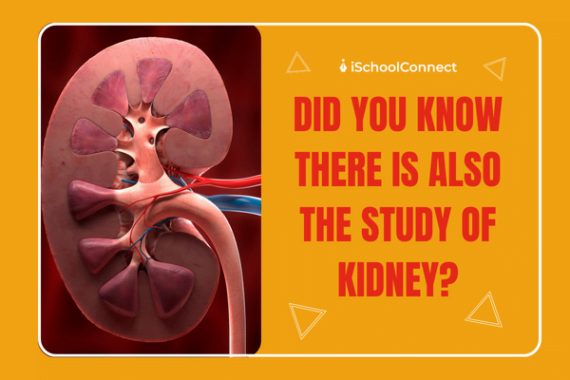 Study of Kidney: Important Facts Explained