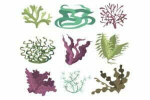 The Fascinating Study of Algae Explained