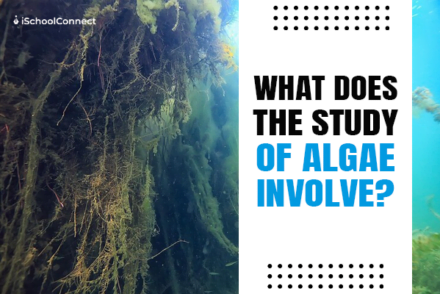 The Fascinating Study of Algae Explained