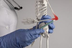 Study of Bones: What You Need to Know