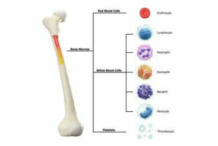 Study of Bones: What You Need to Know
