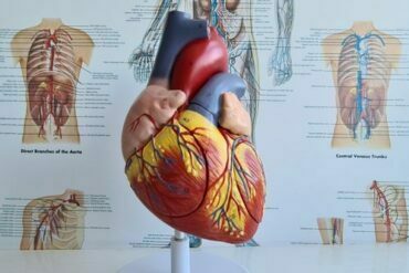 Human anatomy its definition, characteristics, and organs