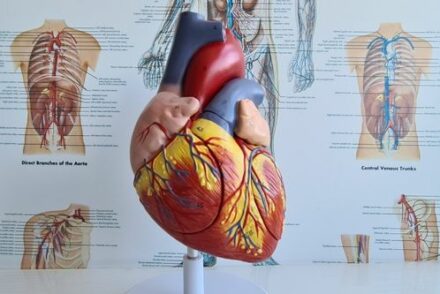 Human Anatomy: Definition, Key Traits & Major Organs