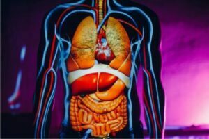 Human Anatomy: Definition, Key Traits & Major Organs