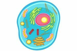 Cell Biology: The Study of Cells Explained