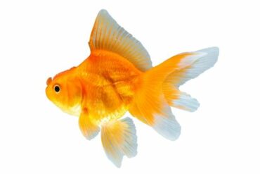 Marine Science: The Study of Fish in Depth
