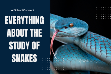 Study of Snakes: Fun Facts & Career Paths
