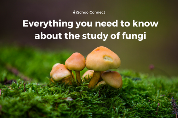 Fungi Facts: Why Study of Fungi Matters