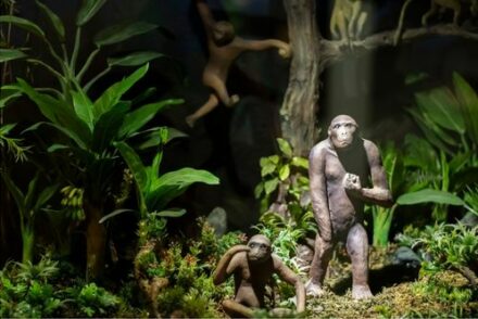 Anthropology: The Study of Human Evolution