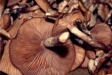 Fungi Facts: Why Study of Fungi Matters