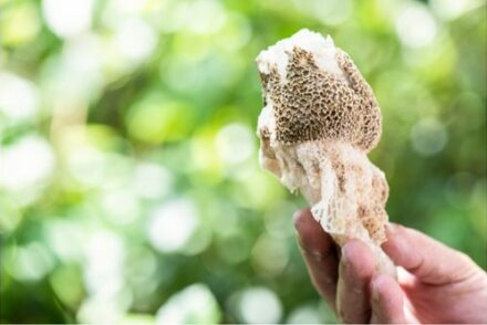 Mycology Explained: Meaning, History & Fascinating Facts